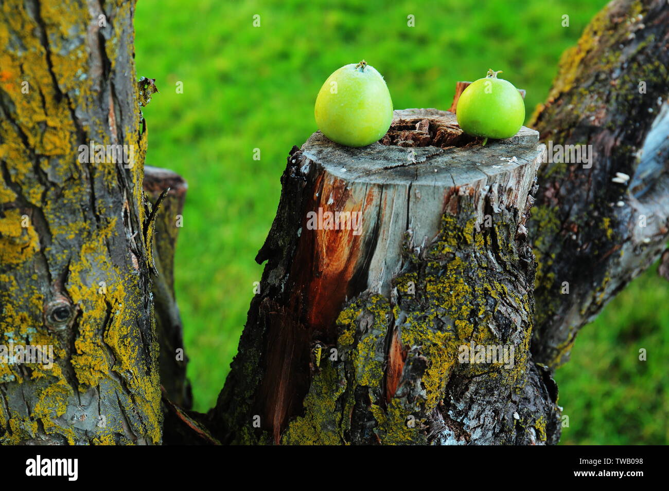 Fresh off the tree hi-res stock photography and images - Alamy