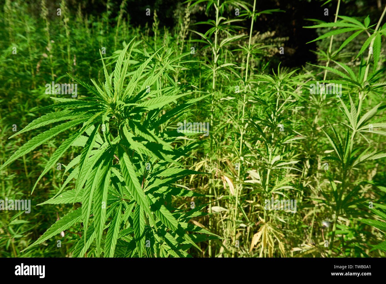 Hemp field in summer Stock Photo - Alamy