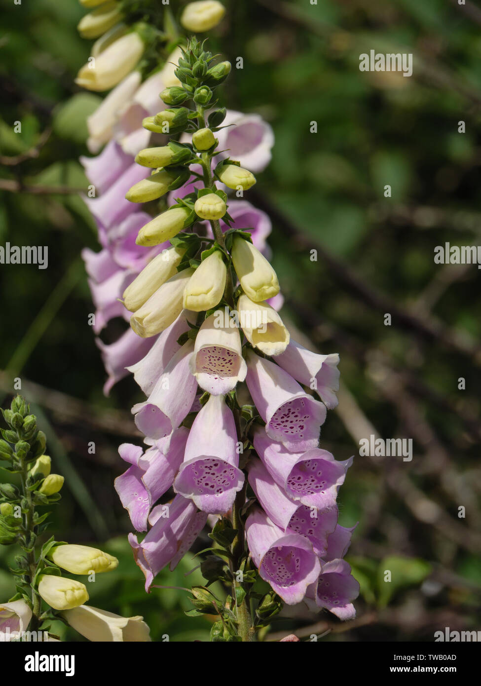 the Island of baltrum Stock Photo - Alamy