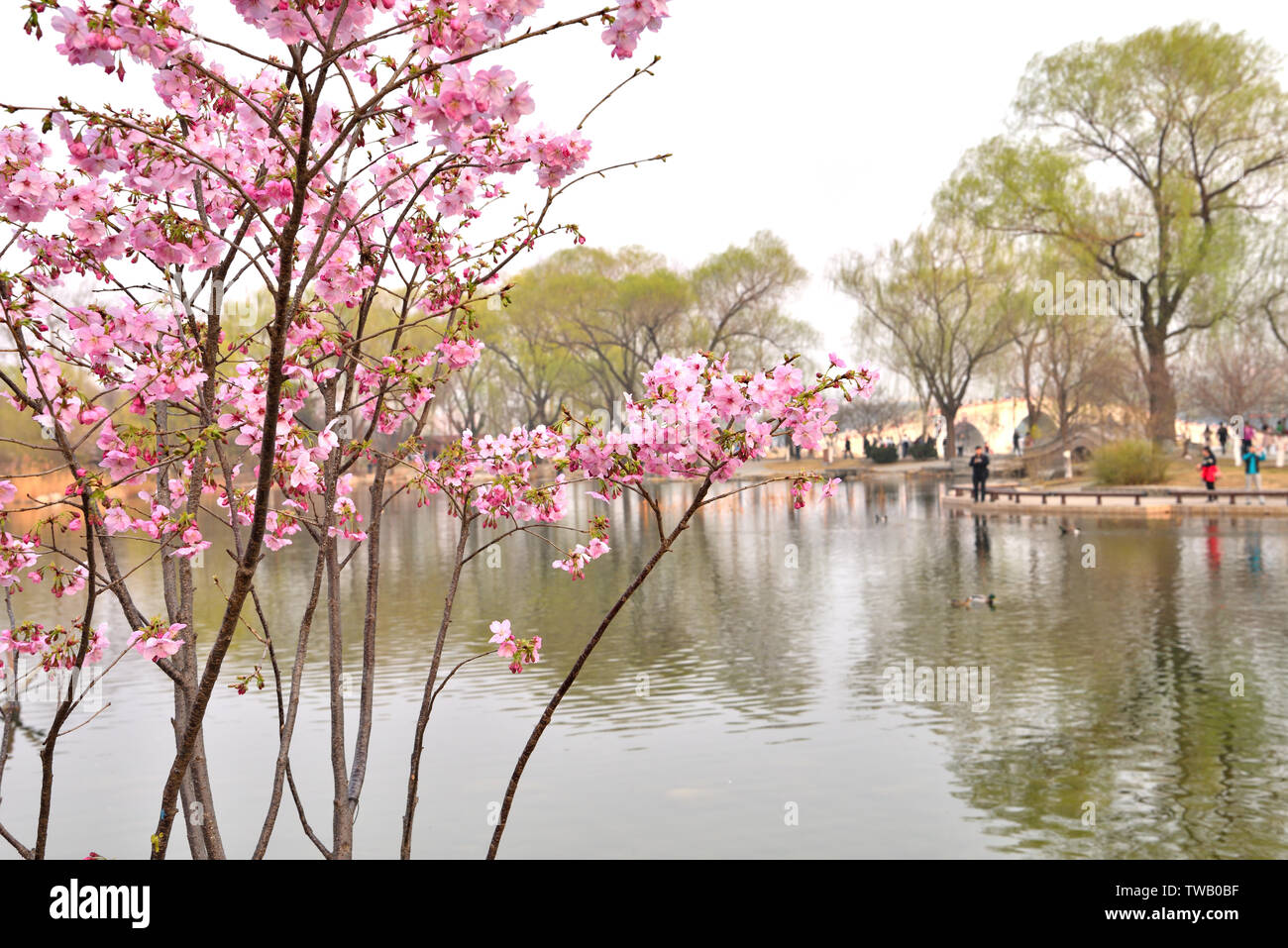 Photographed at the Yuyuantan Cherry Blossom Festival in Beijing on ...