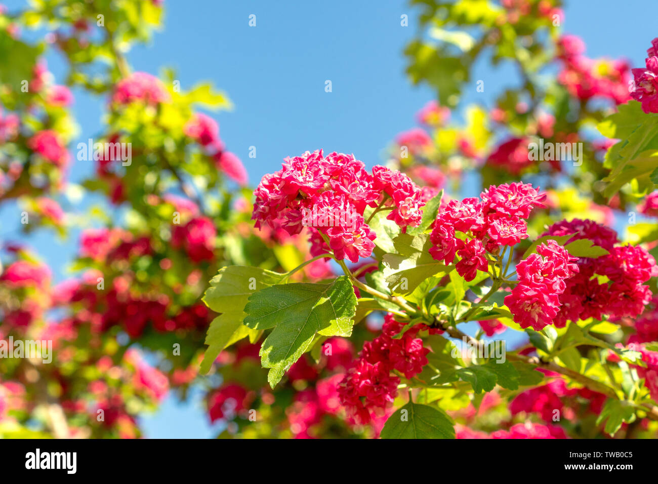 Pink hawthorn tree hi-res stock photography and images - Alamy