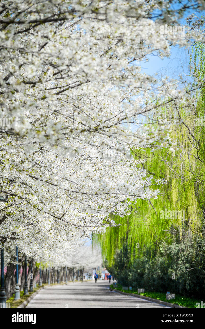 Luoyang flowers hi-res stock photography and images - Alamy