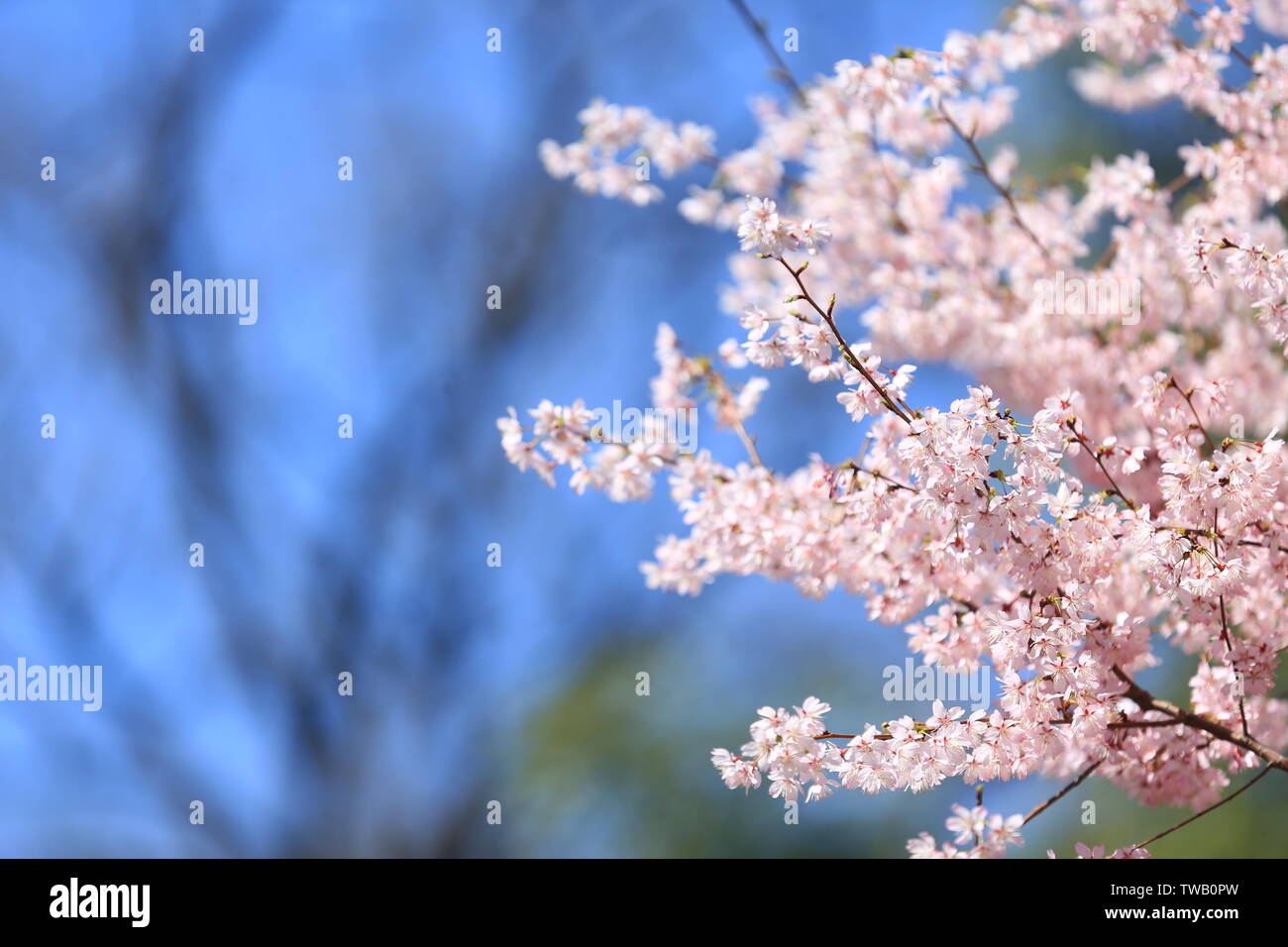 Spring cherry blossoms Stock Photo - Alamy