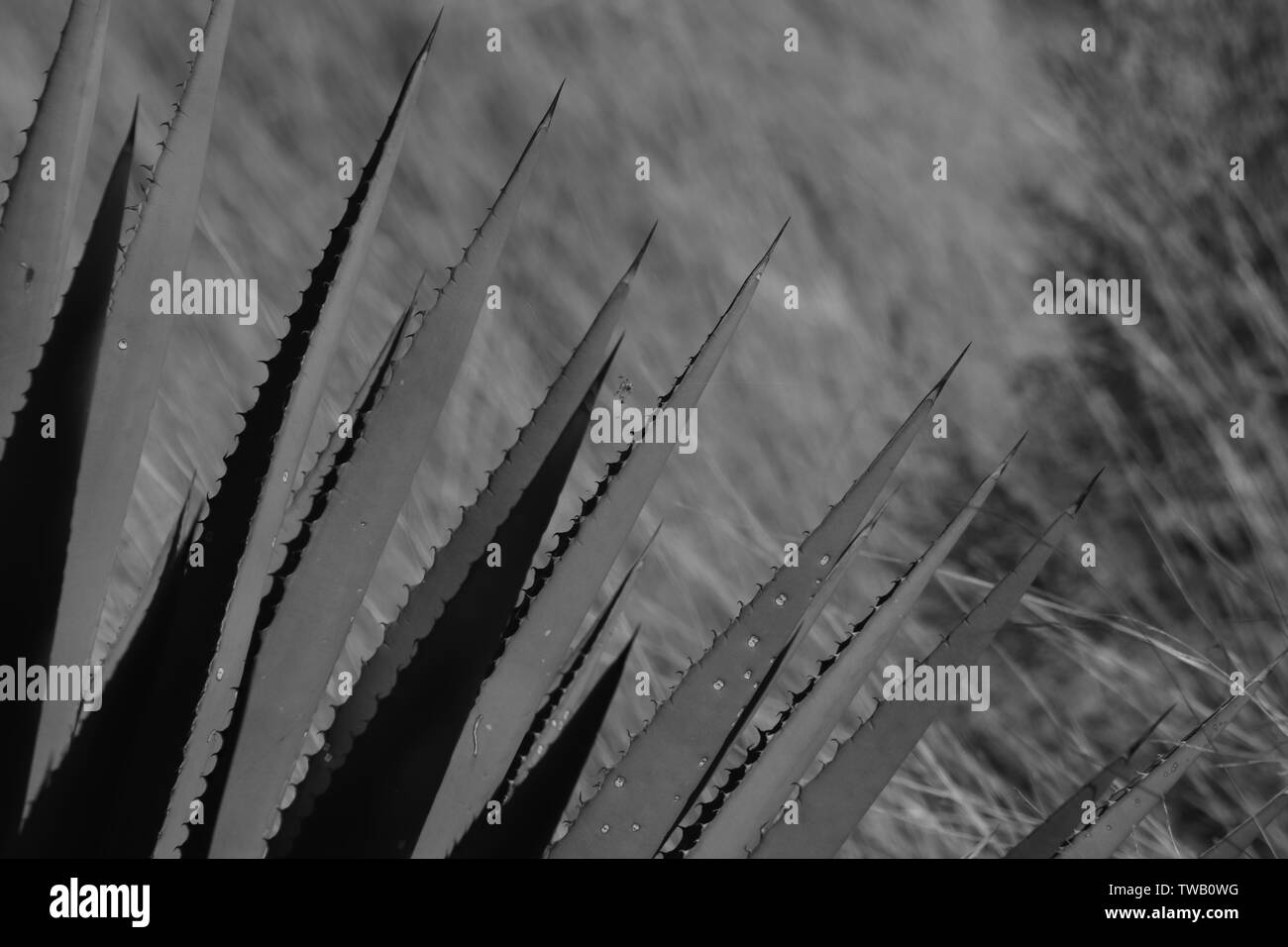 Spikes and Spines Stock Photo - Alamy