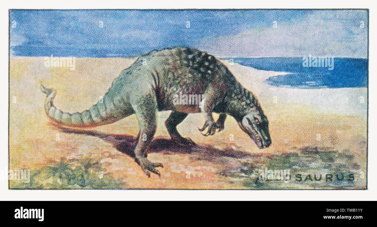 Allosaurus allosaurus hi-res stock photography and images - Alamy