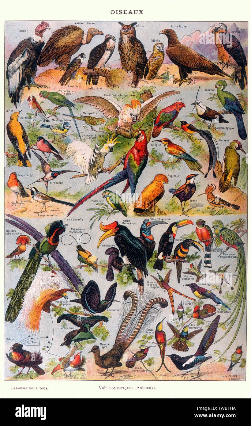 Birds birds birds hi-res stock photography and images - Alamy