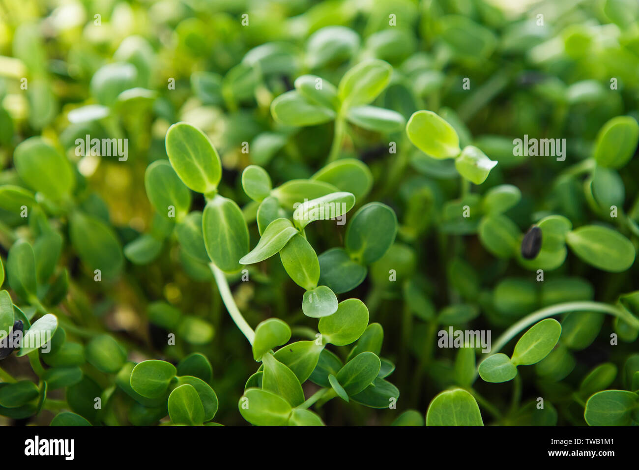 Fresh microgreen background in natural light. Natural background Stock ...