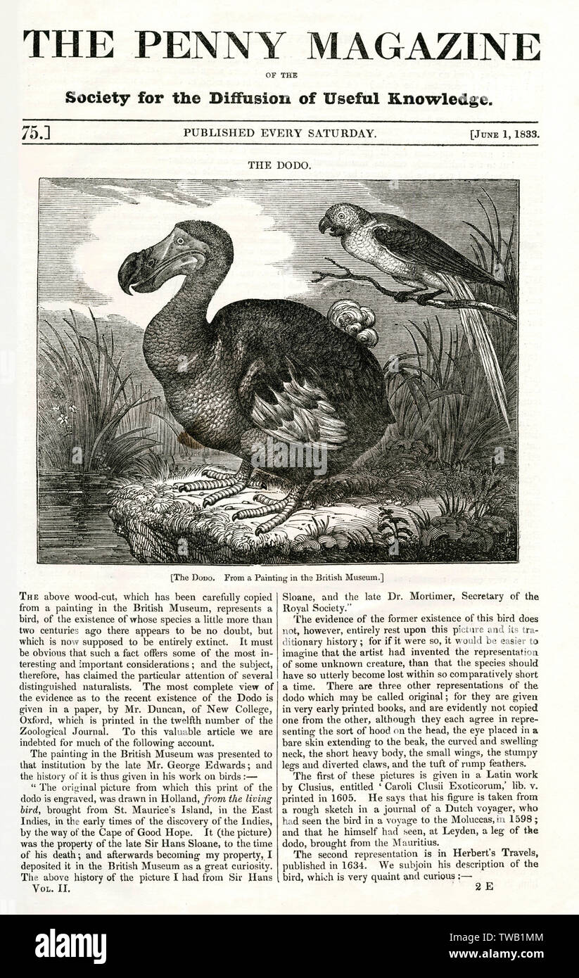 Dodo birds hi-res stock photography and images - Alamy