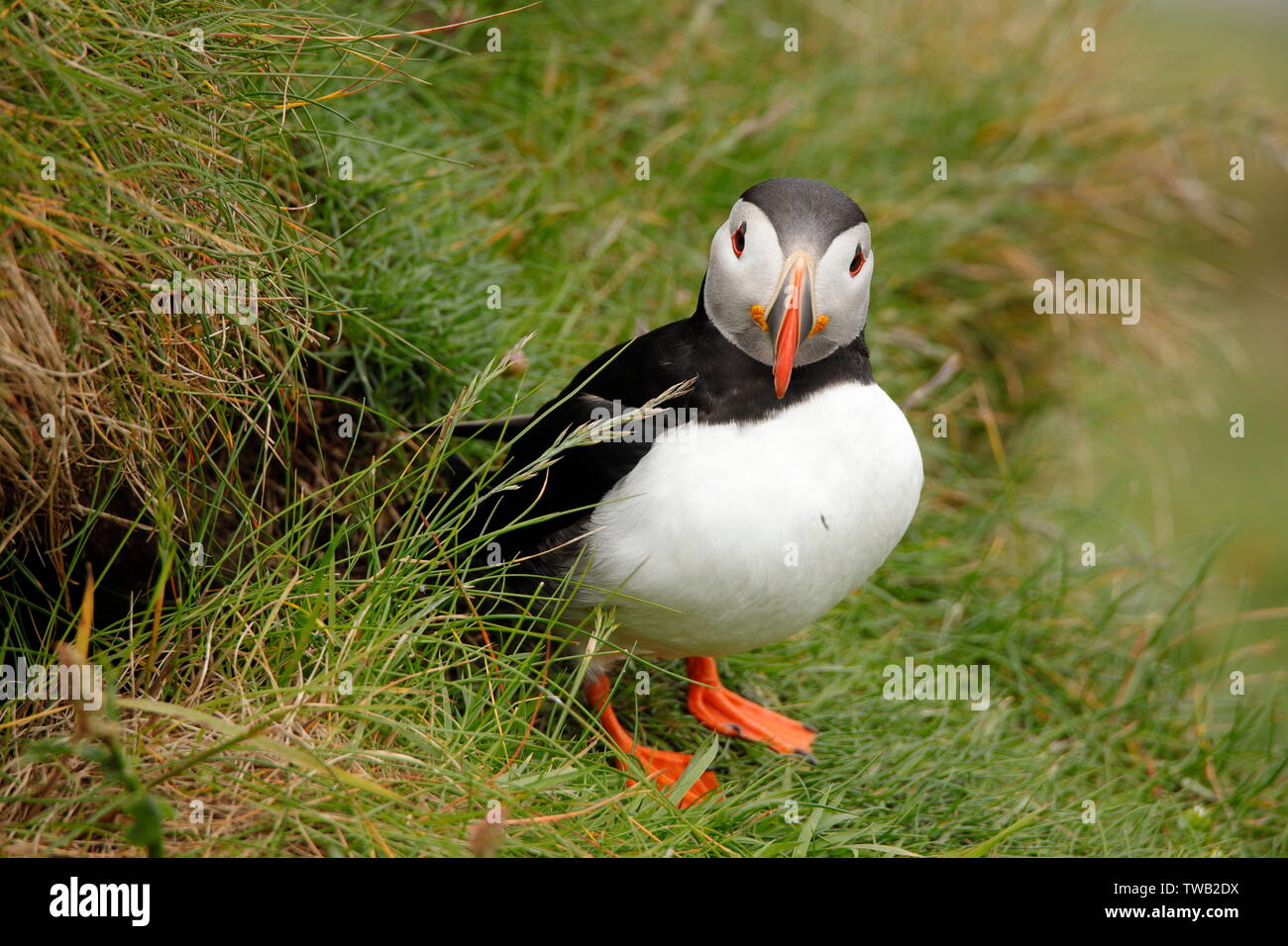 Alicidae hi-res stock photography and images - Alamy