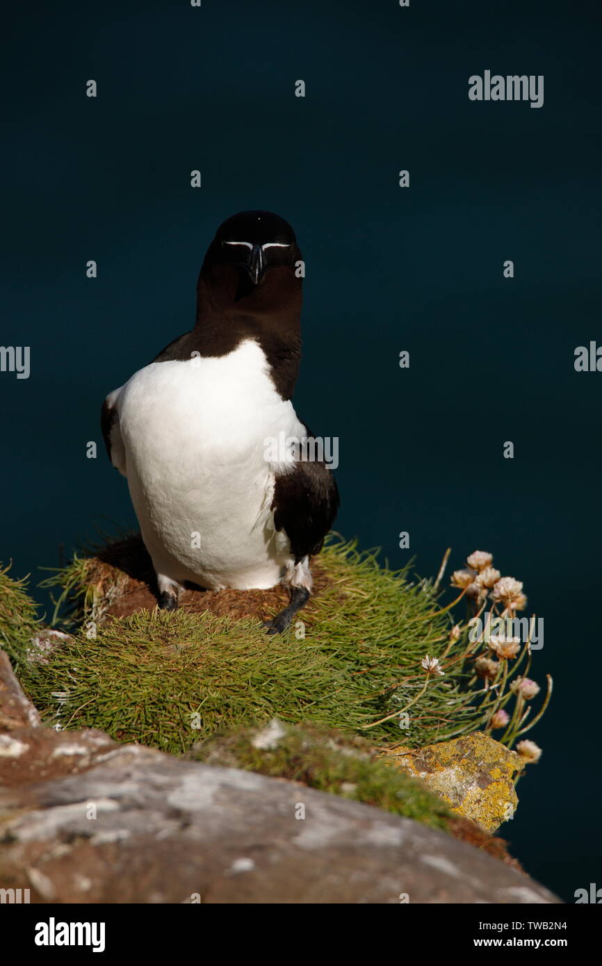 Razorbill face on Stock Photo - Alamy