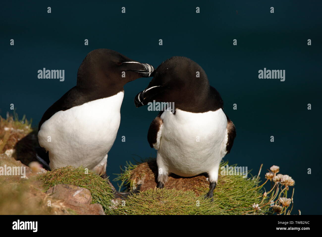 Bird scratch hi-res stock photography and images - Alamy