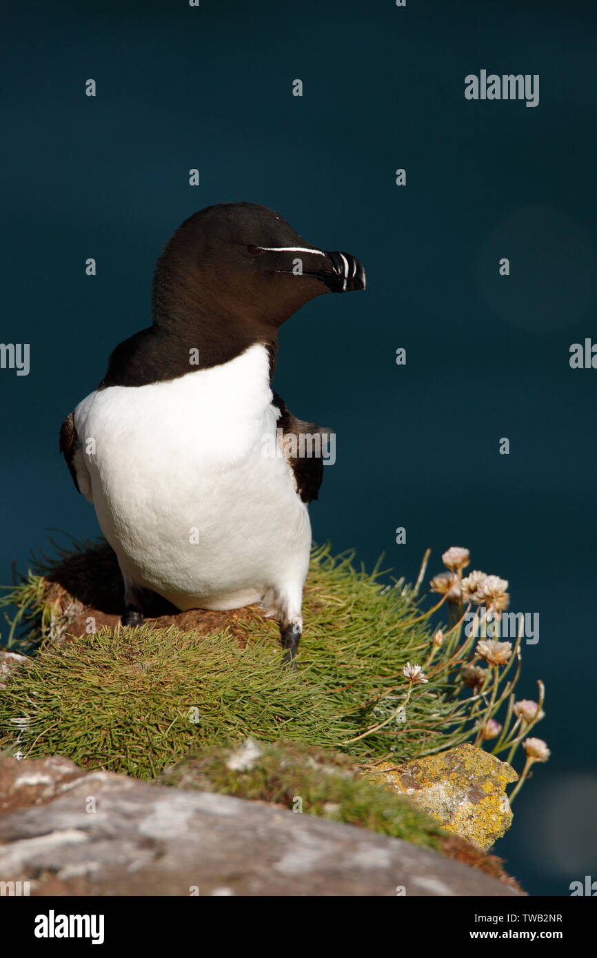 Alicidae hi-res stock photography and images - Alamy