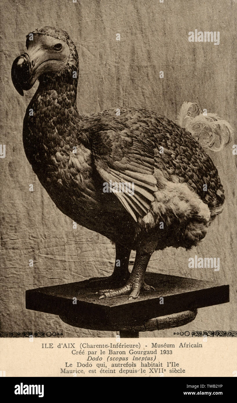 African museum hi-res stock photography and images - Alamy