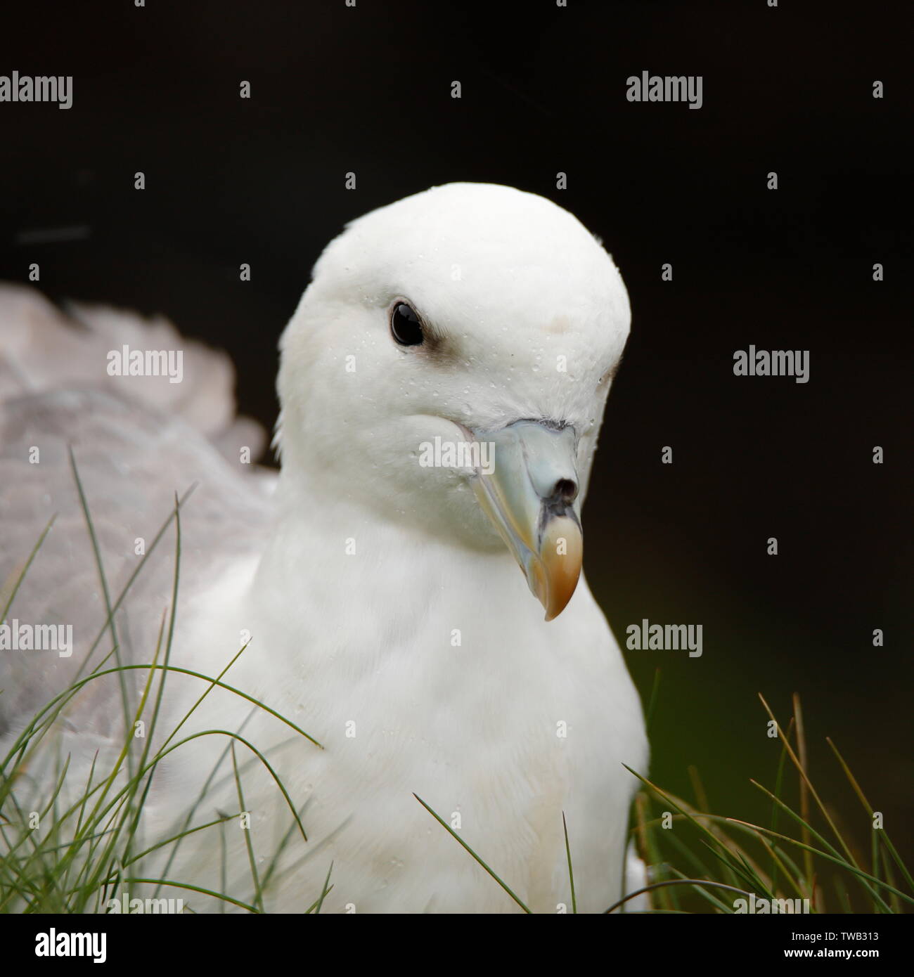 Calm face hi-res stock photography and images - Alamy