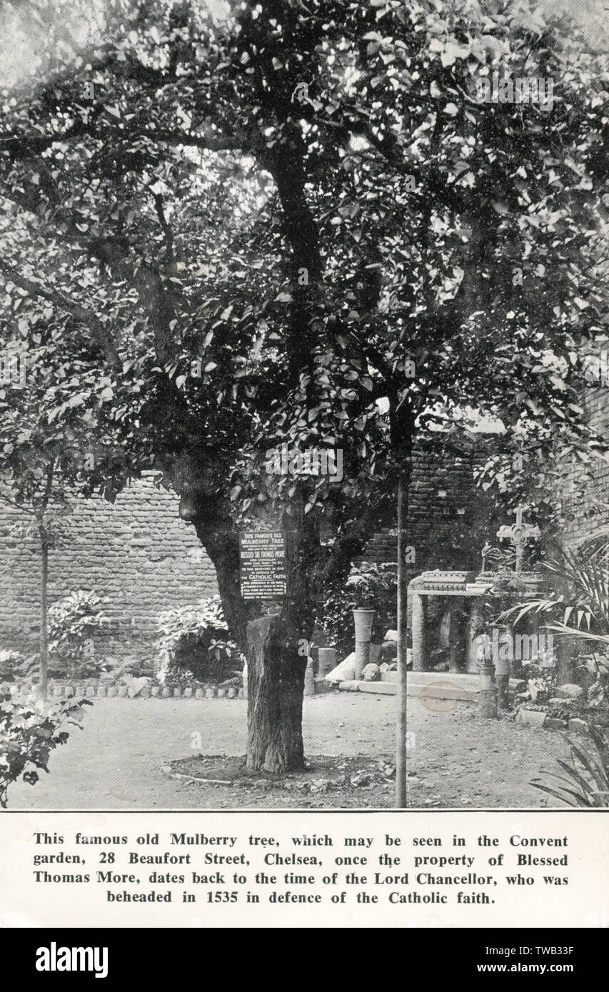 Old Mulberry Tree - Convent Garden, Beaufort Street, Chelsea Stock ...