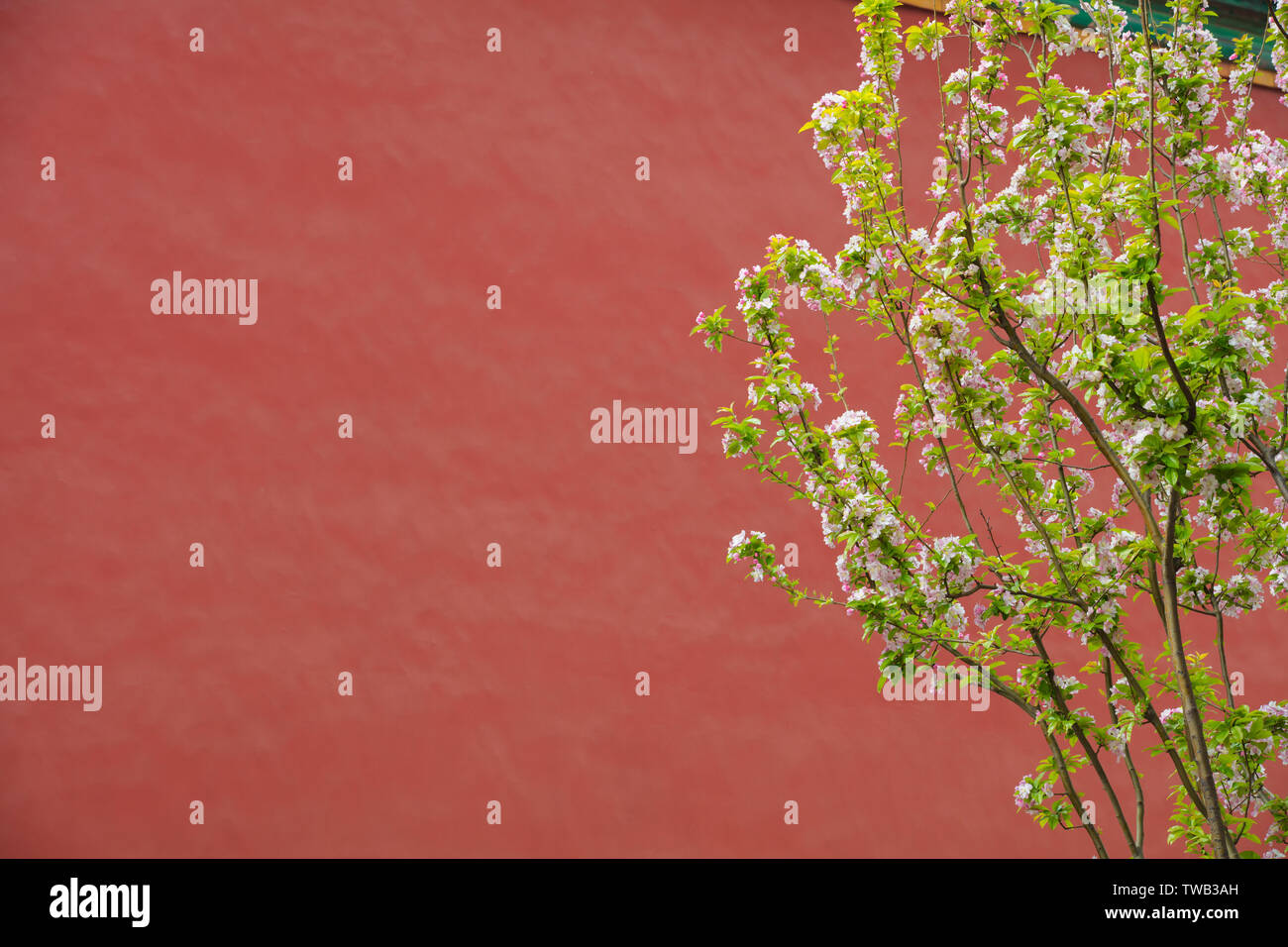 Beijing Forbidden City Red Wall Haedanghua Stock Photo - Alamy