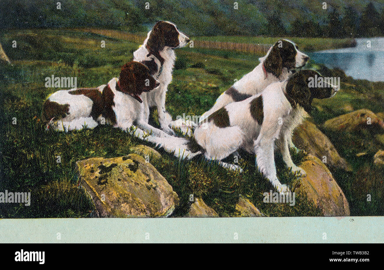 Four Springer Spaniels Stock Photo - Alamy