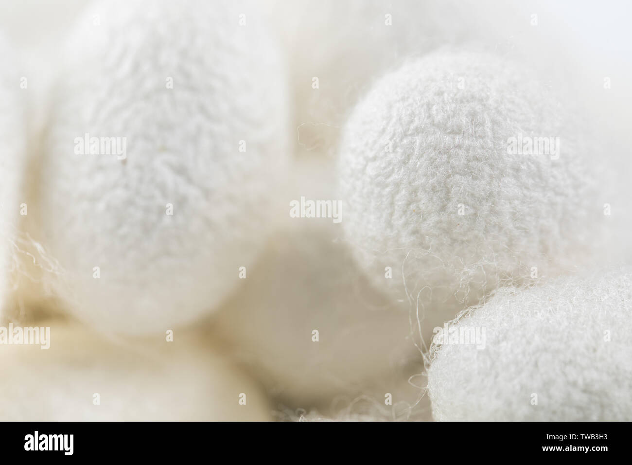 Natural silk cocoon Stock Photo - Alamy