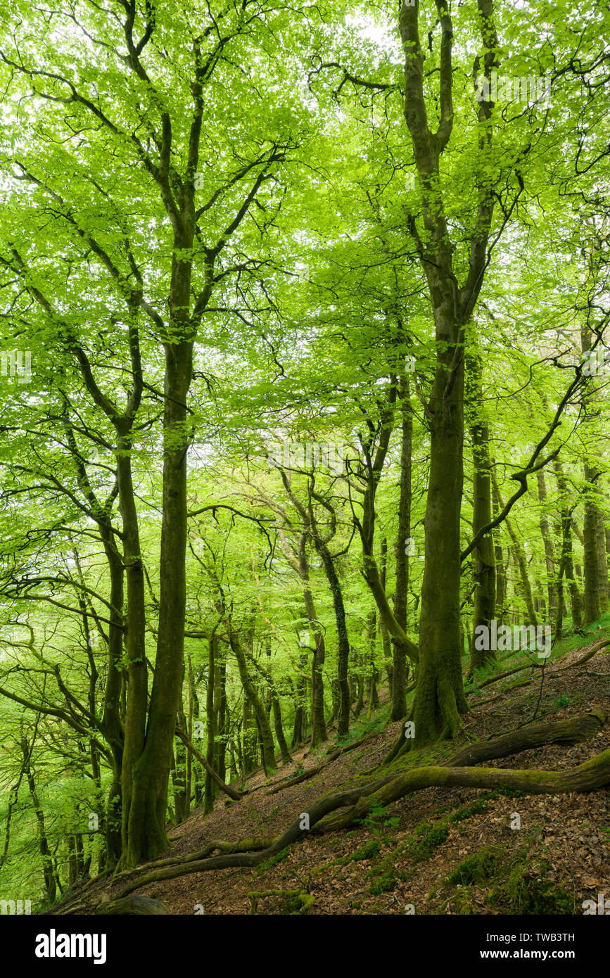 A beech woodland in springtime. Exmoor National Park, Somerset, England ...