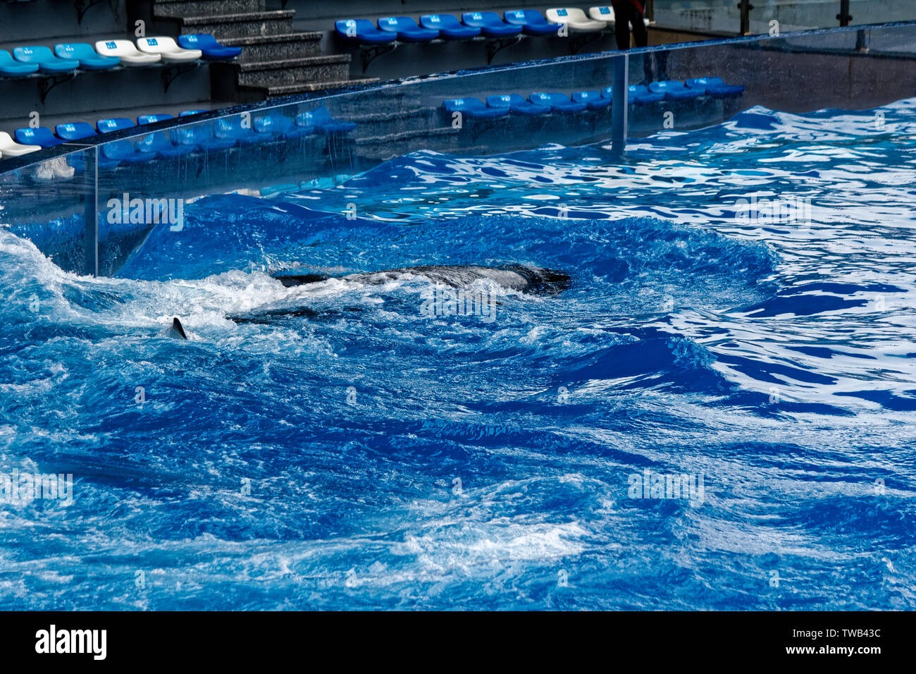 Haichang Ocean Park orca performance in Shanghai Stock Photo - Alamy