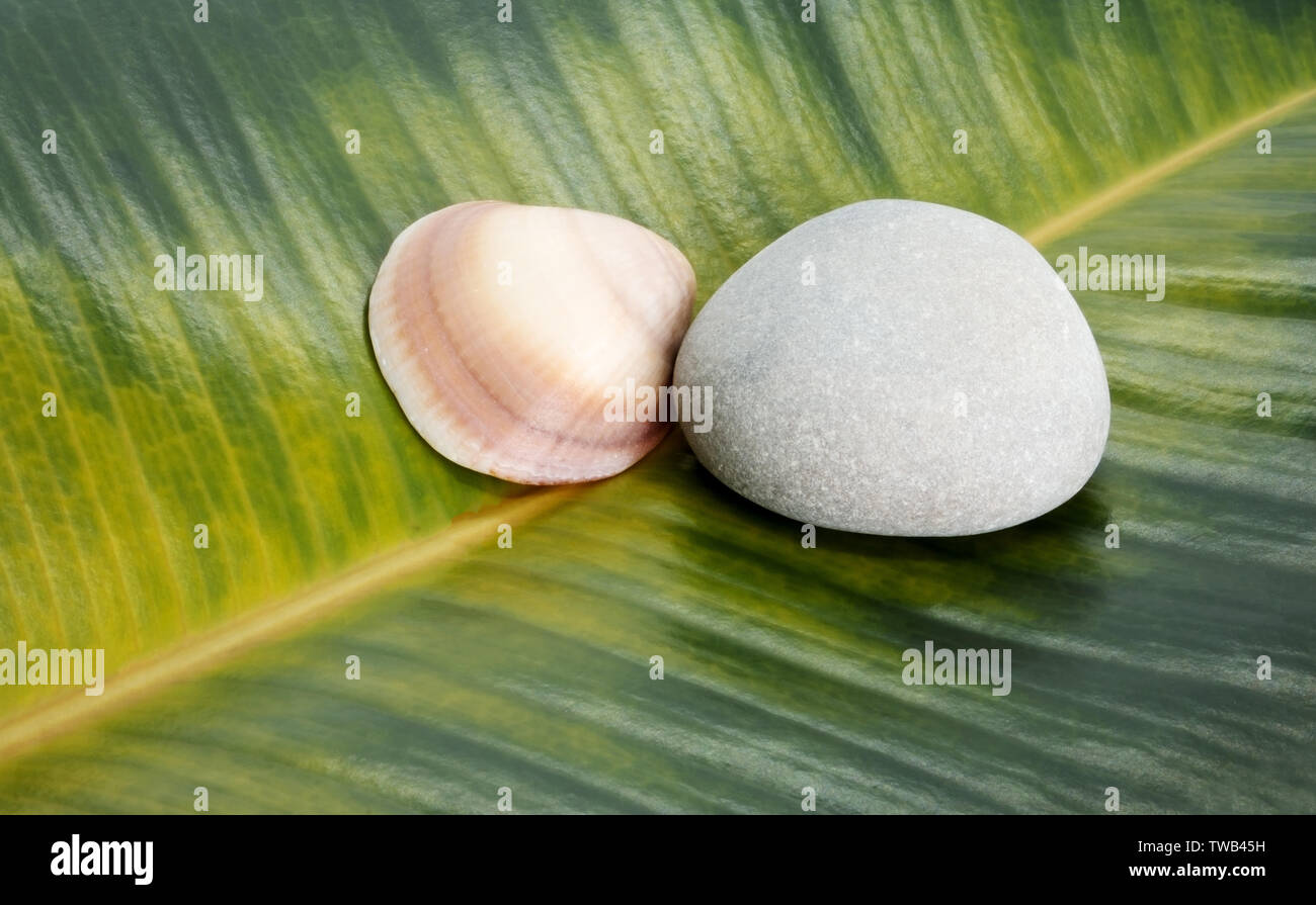 Ficus leaf hi-res stock photography and images - Alamy