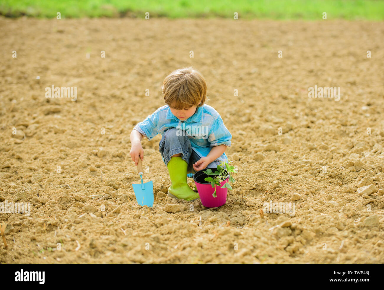 Little boy planting flower in field. Fun time at farm. Happy childhood ...