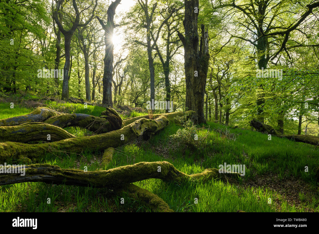 A beech woodland in springtime. Exmoor National Park, Somerset, England ...