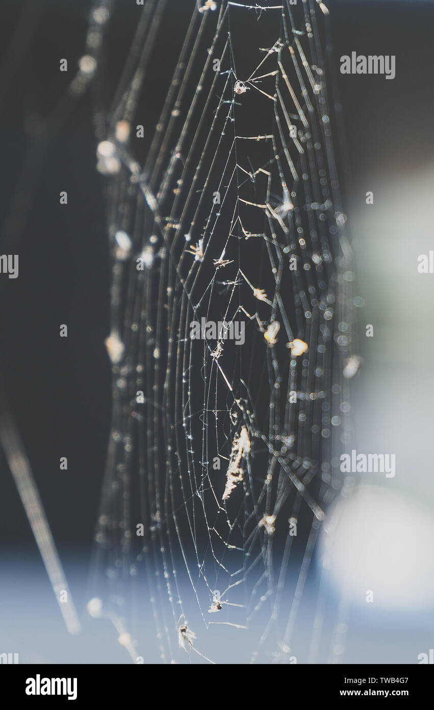 Spider prey. Insects on the spider's web Stock Photo - Alamy