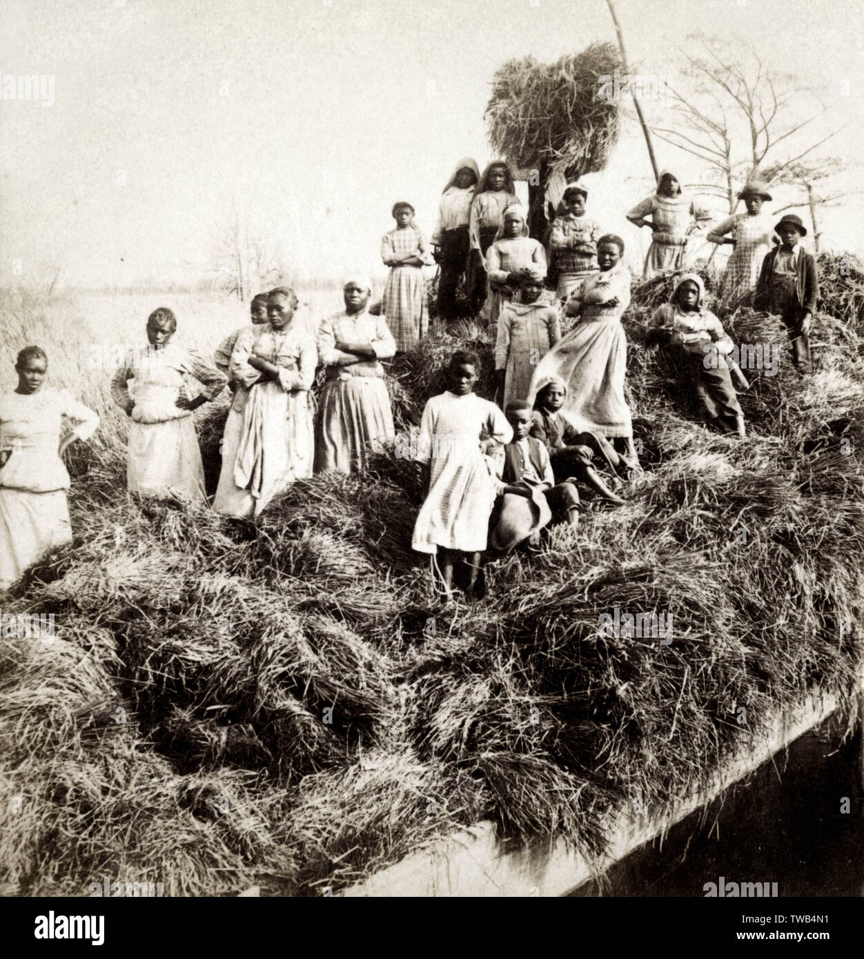 Southern African-American Black workers aboard a rice raft - on a creek ...