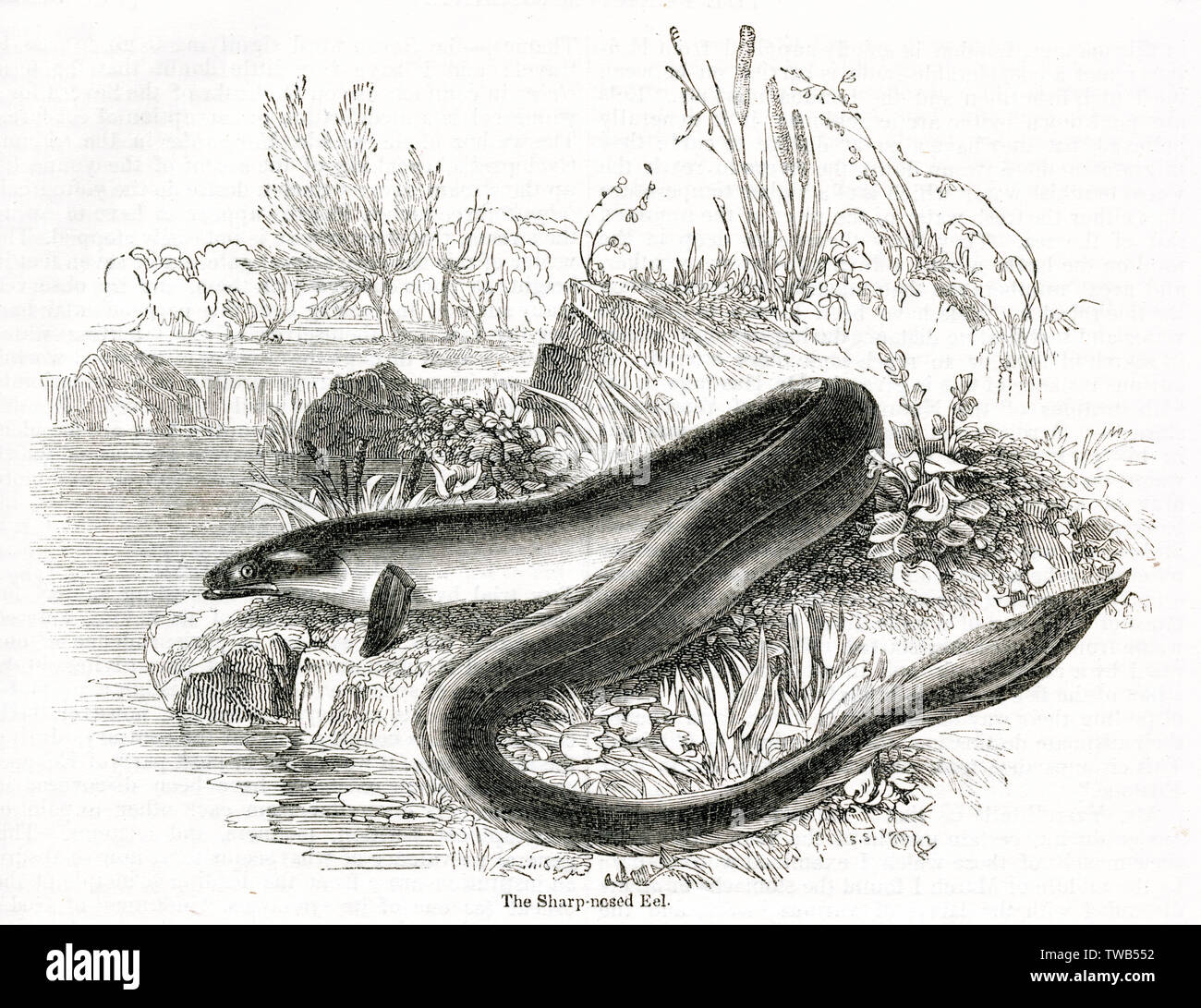 Sharp-nosed eel, Anguilla anguilla Stock Photo - Alamy
