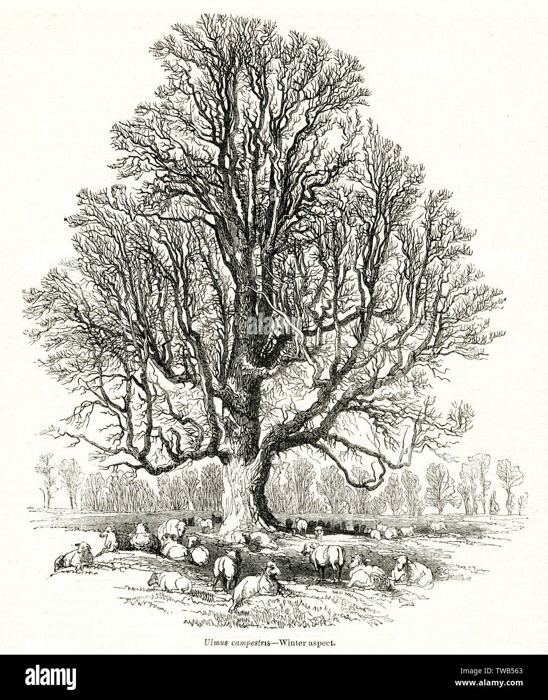 Elm tree, Ulmus campestris, in winter Stock Photo - Alamy