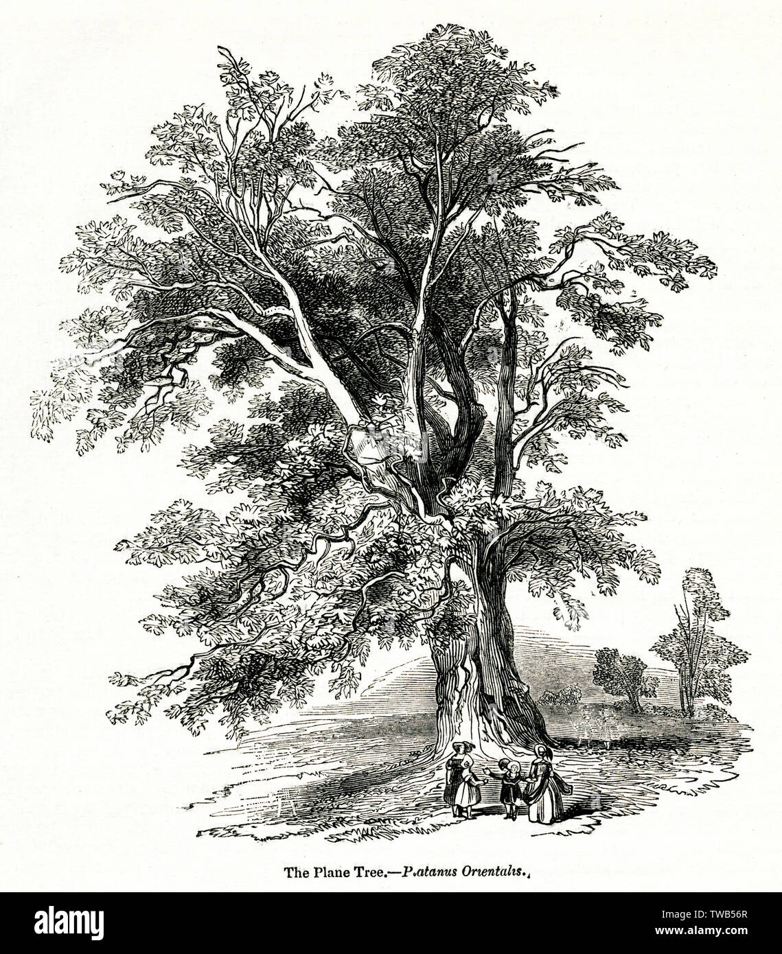 Plane tree, Platanus orientalis Stock Photo - Alamy