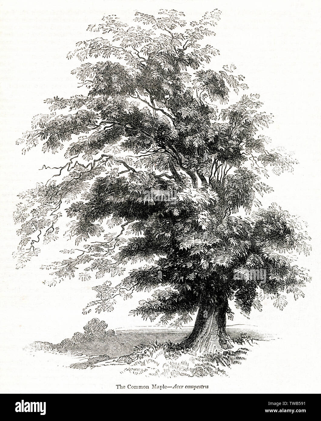 Maple tree (Acer Stock Photo - Alamy