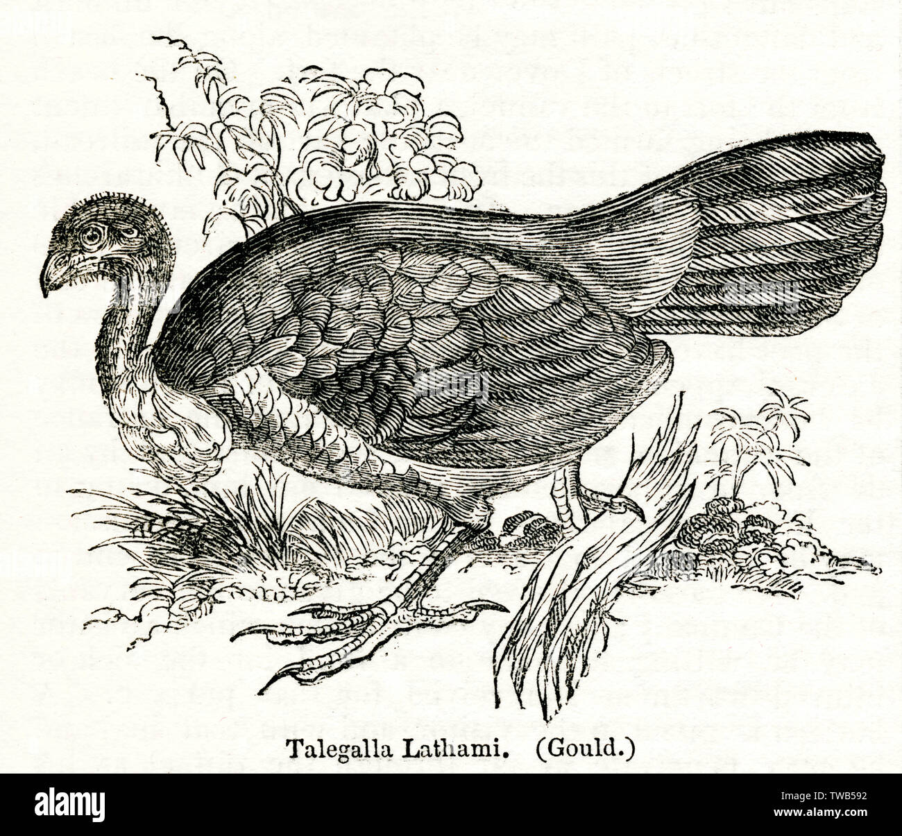 Talegalla lathami hi-res stock photography and images - Alamy