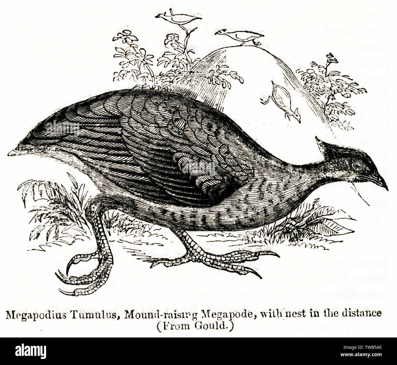 Megapode scrubfowl mound hi-res stock photography and images - Alamy