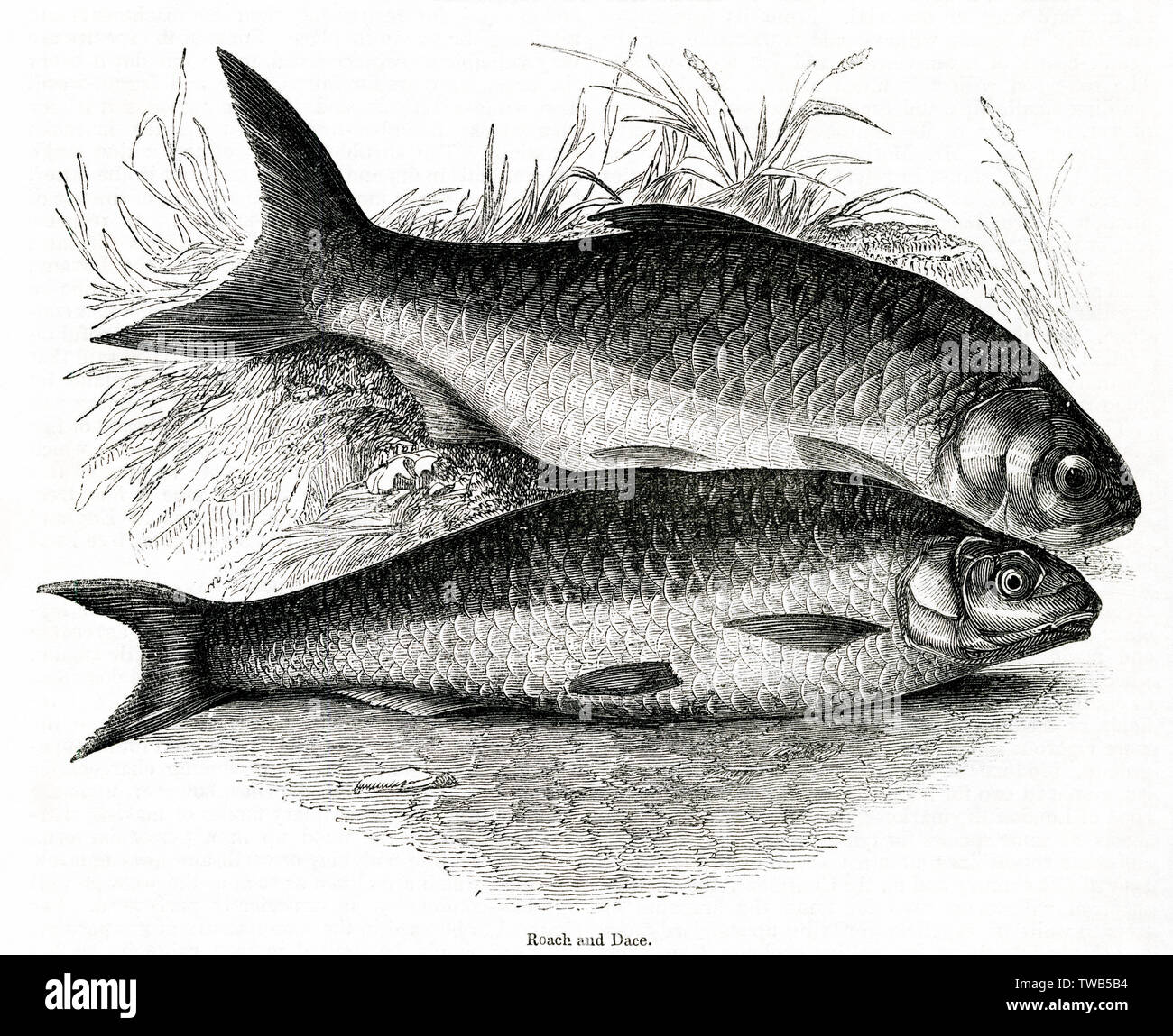 Rutilus roach hi-res stock photography and images - Alamy