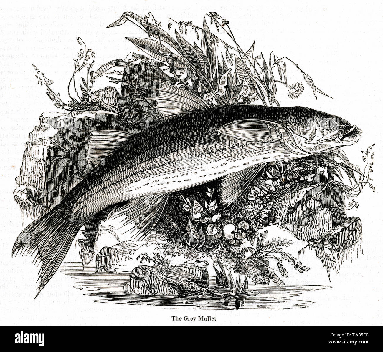 Grey mullet mugilidae hi-res stock photography and images - Alamy