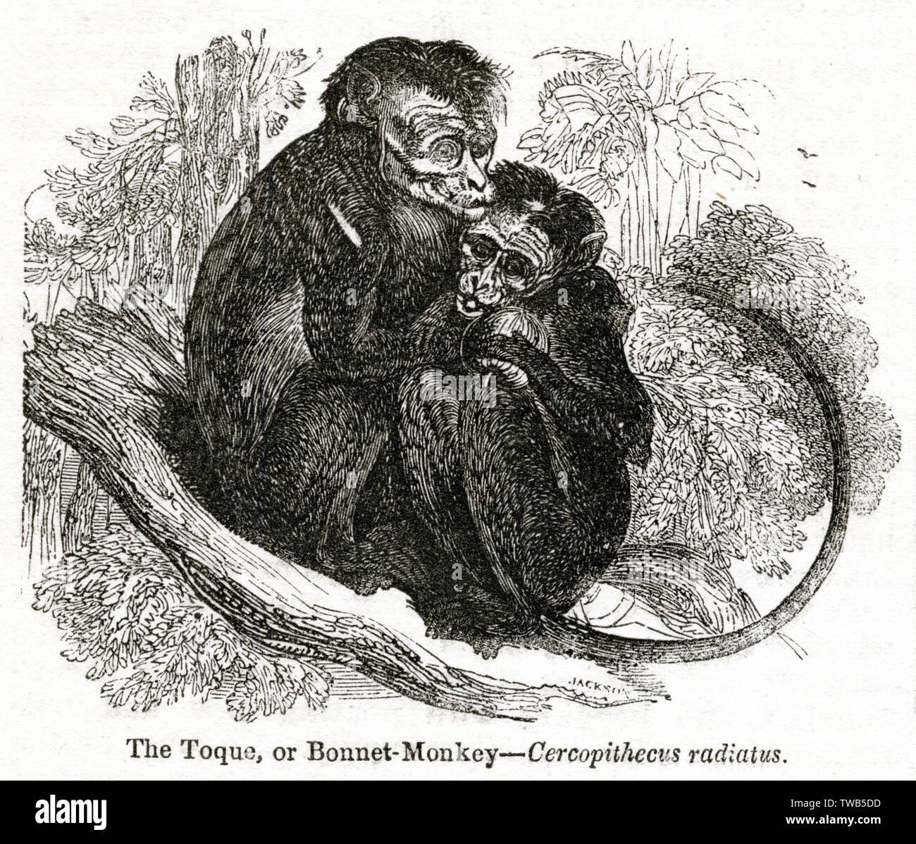 Toque or Bonnet Monkey (Cercopithecus radiatus Stock Photo - Alamy