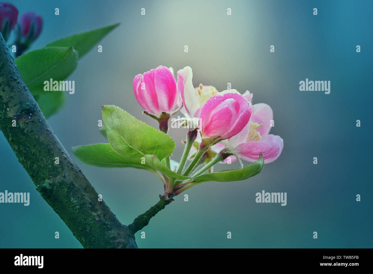 Flowers taken in spring Stock Photo - Alamy