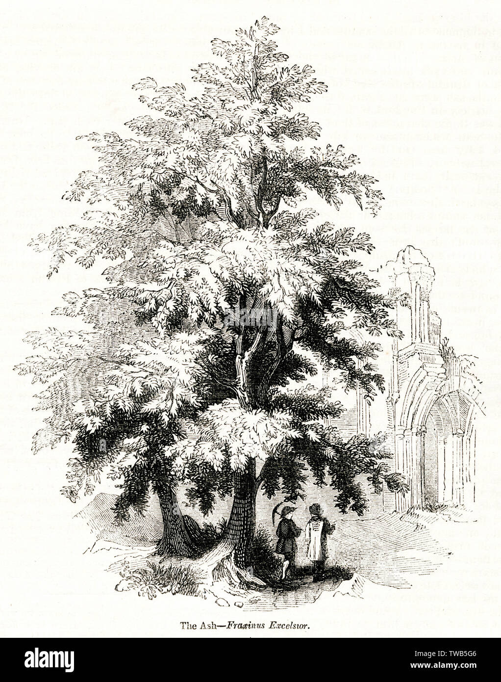 Tall ash trees hi-res stock photography and images - Alamy