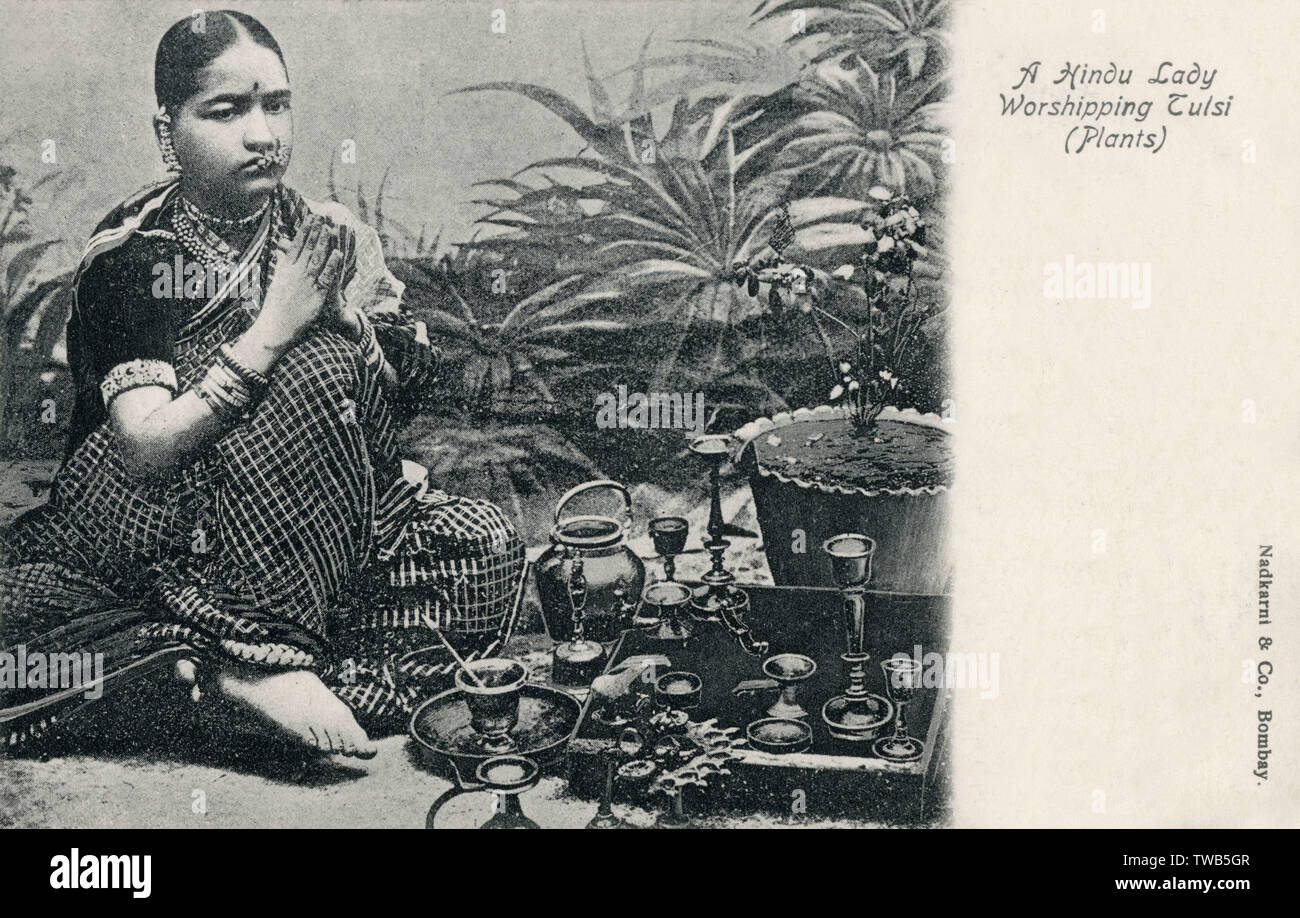 Hindu Lady worshipping Tulsi (Plants Stock Photo - Alamy