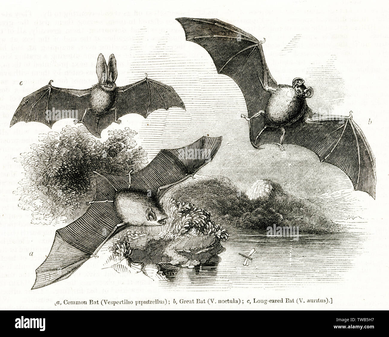 Three species of bat in flight Stock Photo - Alamy