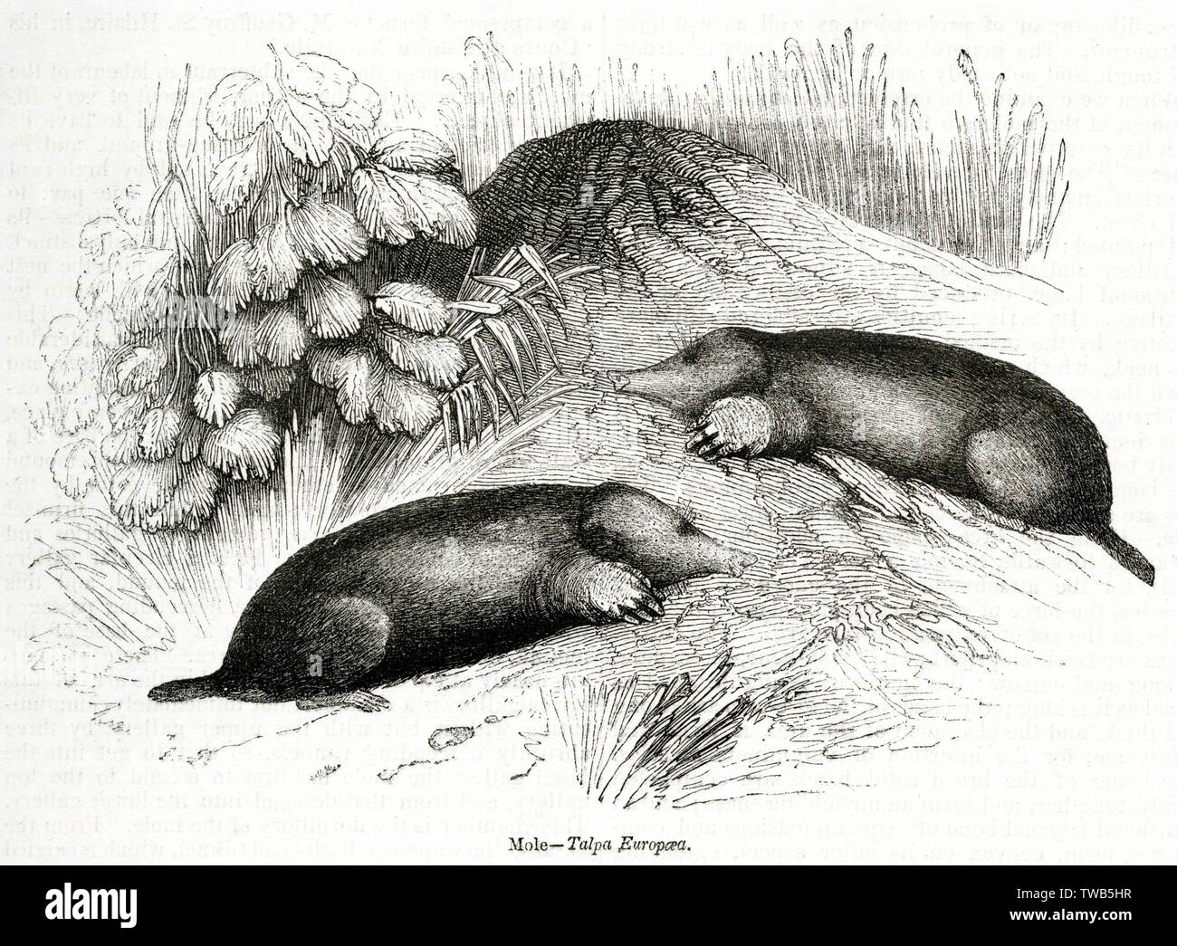 Two moles (Talpa Europaea Stock Photo - Alamy