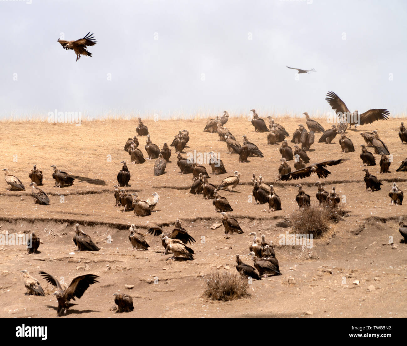 Heavenly burial platform vulture Stock Photo - Alamy