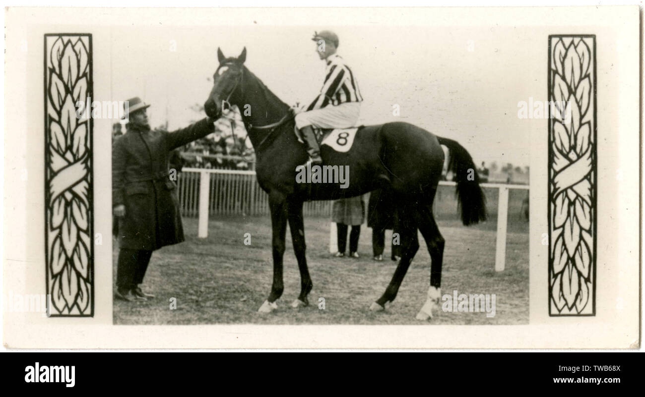 Limerick, Australian race horse Stock Photo - Alamy