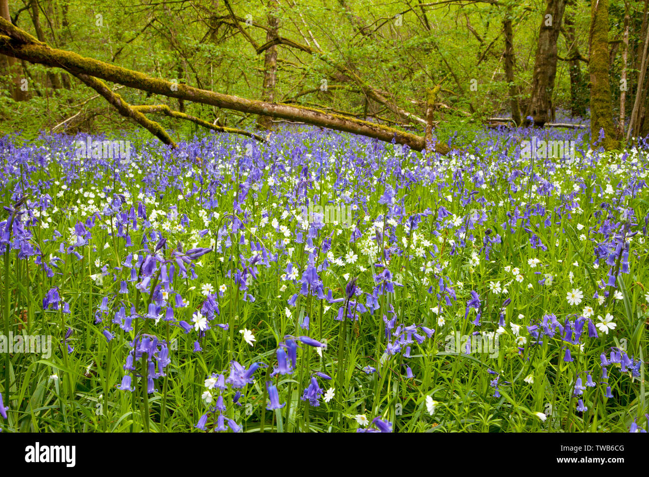 Bluebells and stitchwort flowers growing in woodland near the village ...