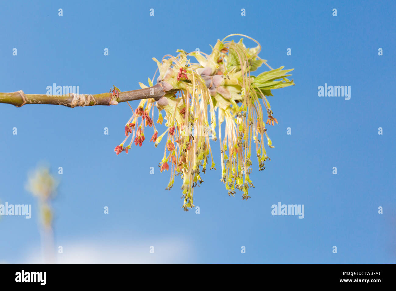 Lanceolate shaped leaves hi-res stock photography and images - Alamy