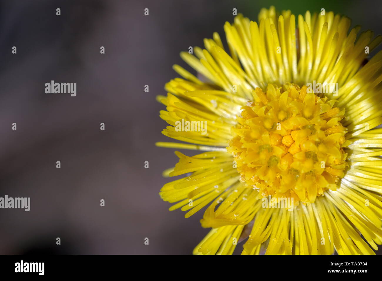 Big yellow dandelion flower. White pollen lies on its petals. High ...