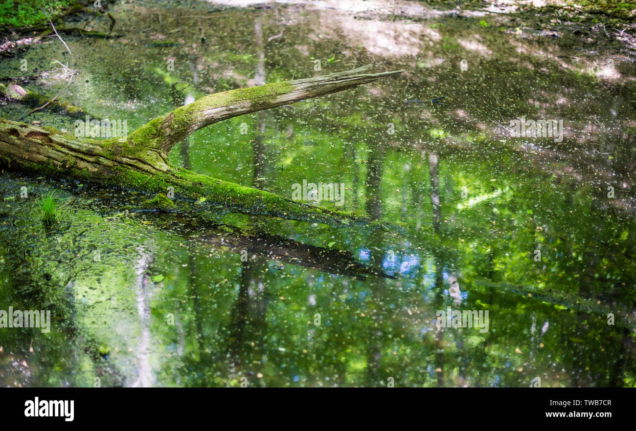 Swamp in the forest. Mossy tree protrudes above the water surface Stock ...