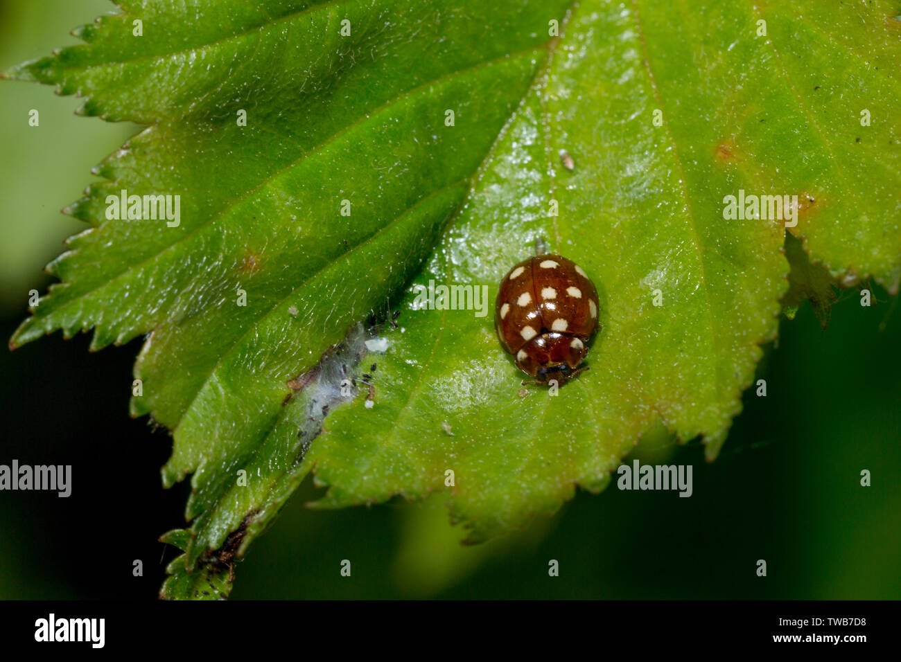Ladybird on the leaf hi-res stock photography and images - Alamy